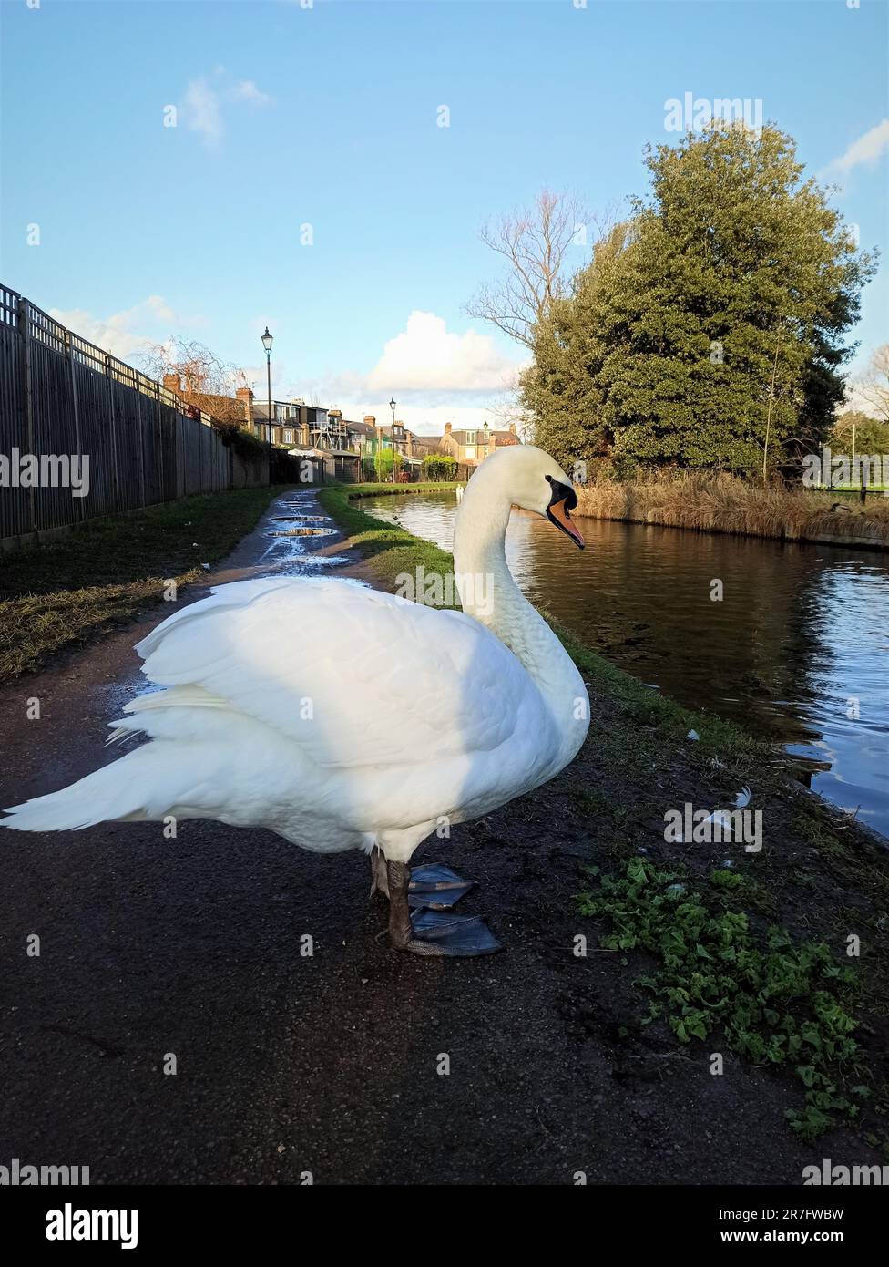 Banks of swan hi-res stock photography and images - Alamy