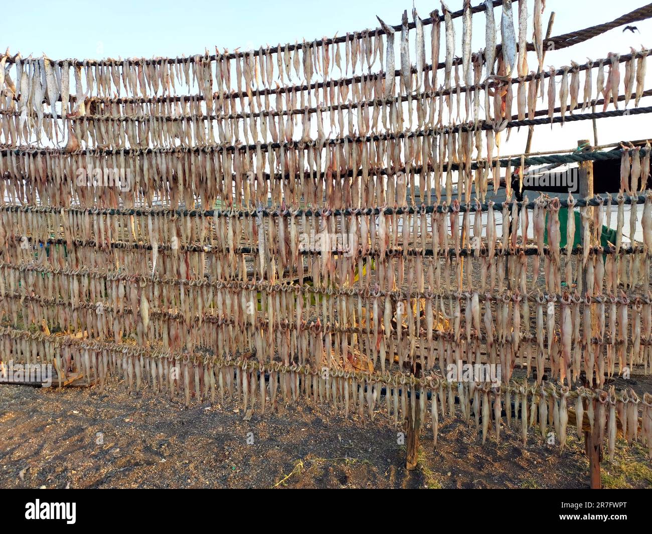 Featuring fish hi-res stock photography and images - Alamy