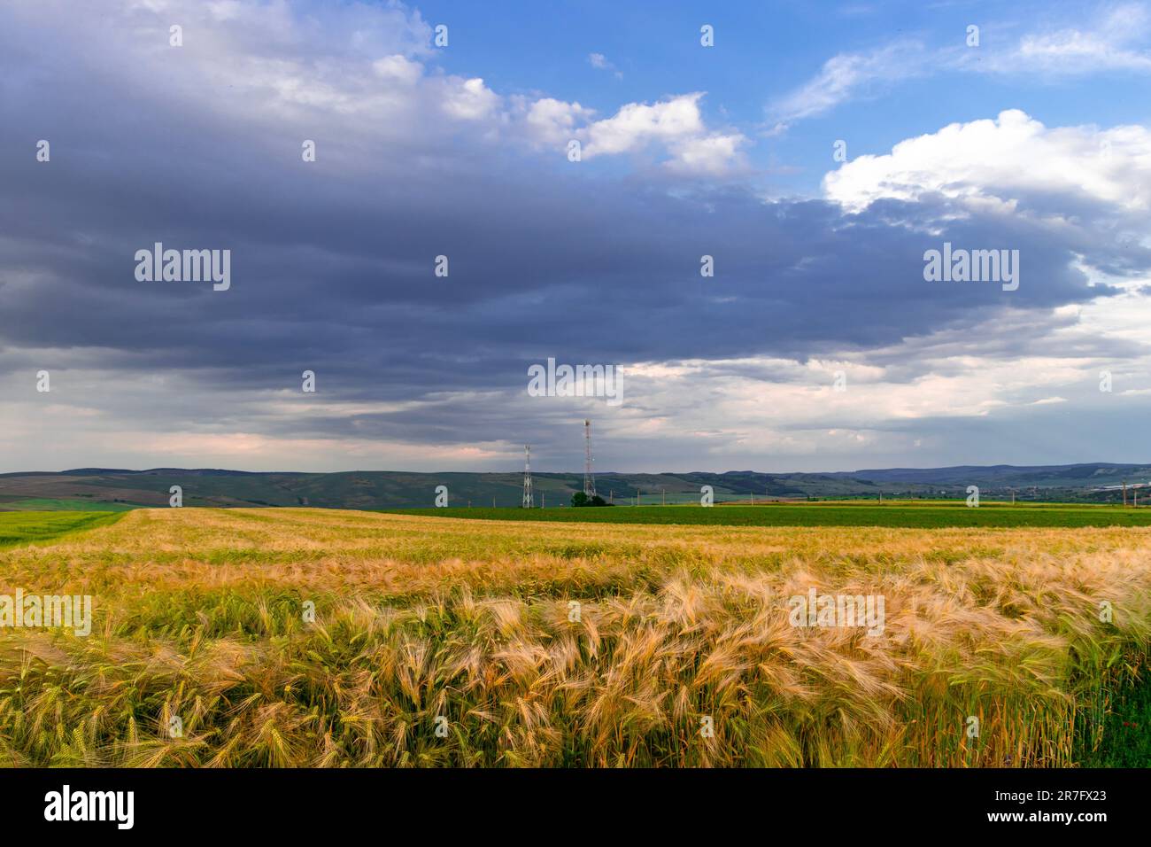 Rural landscape photography with grain fields and meadows, taken in the ...