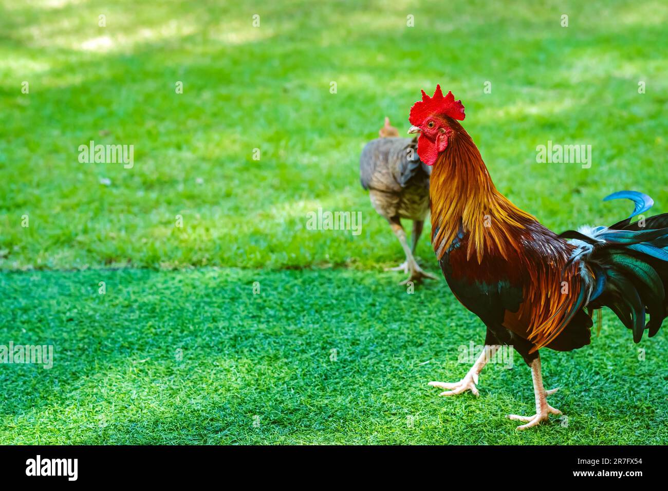 Beautiful domestic red rooster standing and grazing on the artificial ...