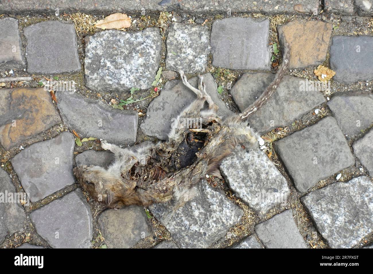 Poisoned desiccated mummified rat Stock Photo - Alamy