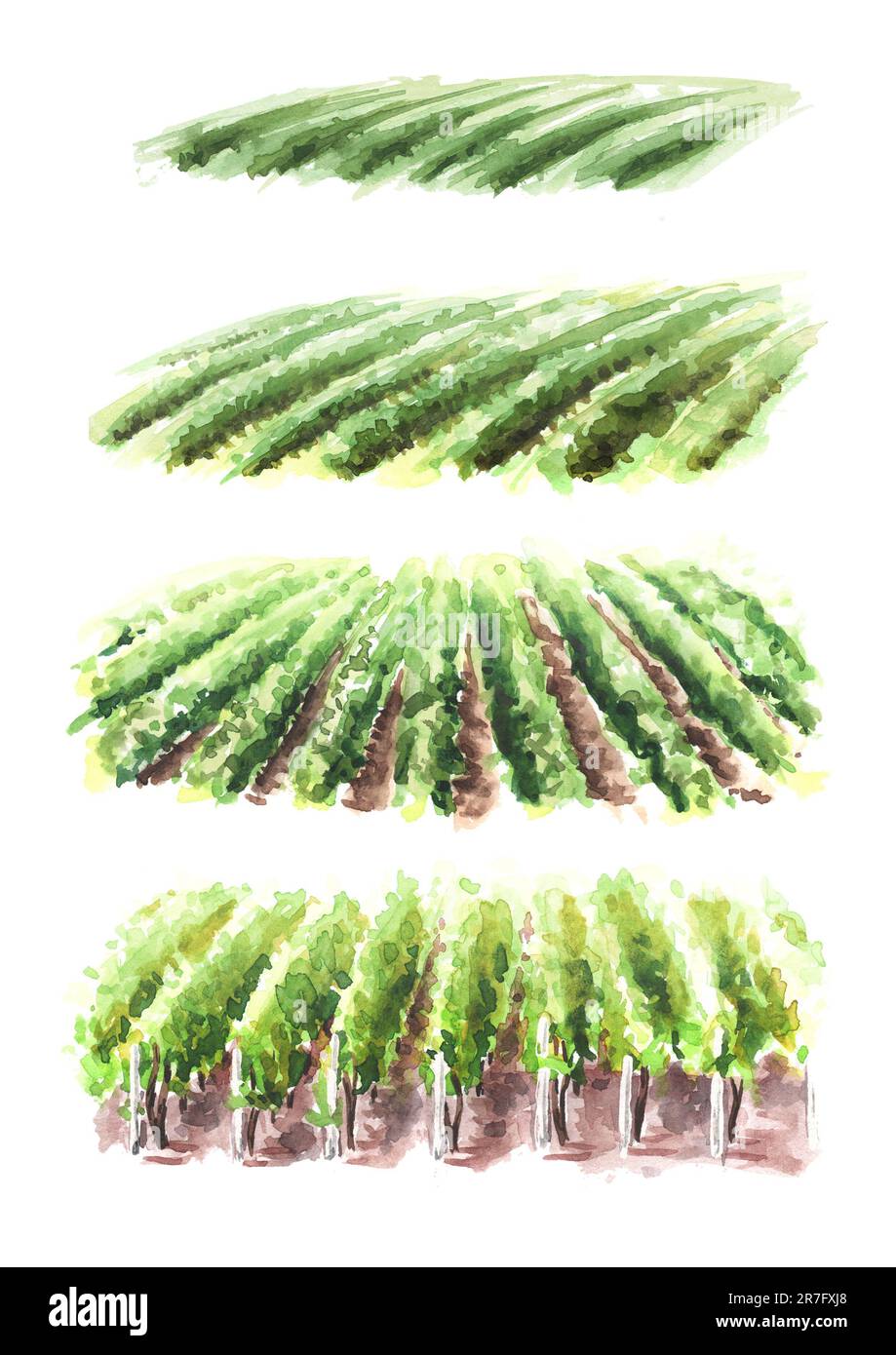 Landscape of vineyard set, Hand drawn watercolor illustration isolated ...