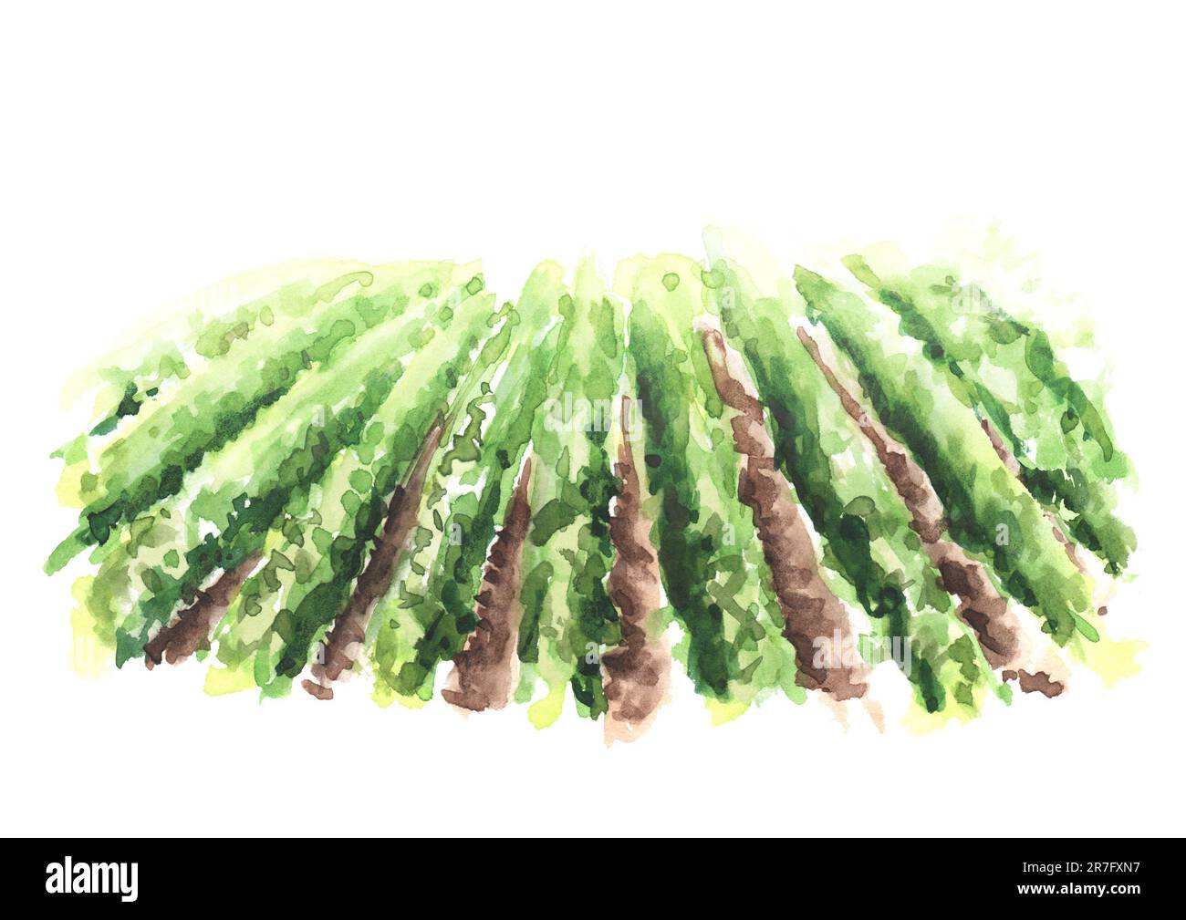 Landscape of vineyard. Hand drawn watercolor illustration isolated on ...