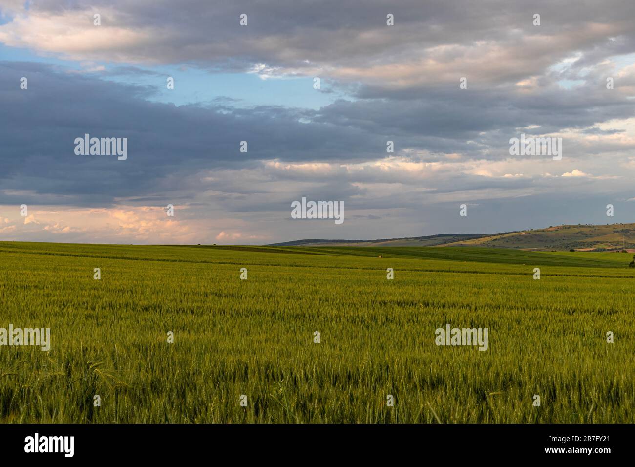 Rural landscape photography with grain fields and meadows, taken in the ...