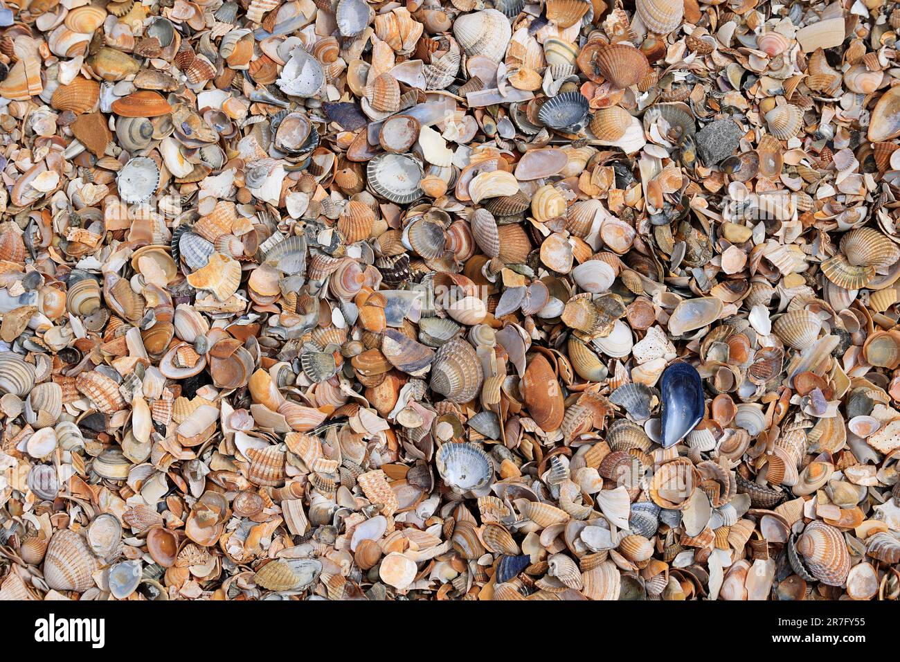Shells lie on the sand on the beach in Borkum Stock Photo - Alamy