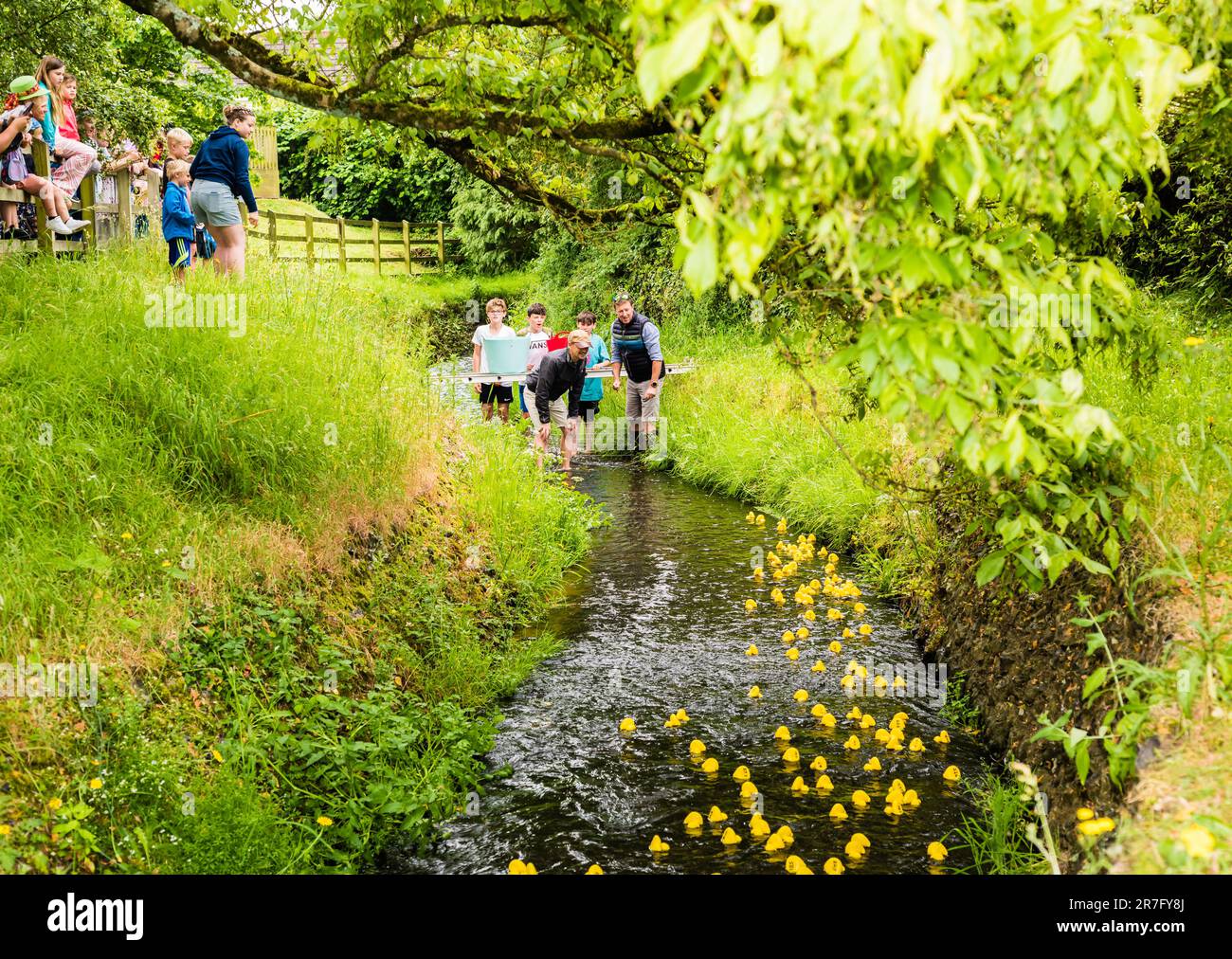 Duck Race finish at the East Budleigh Scarecrow Festival in aid of All ...
