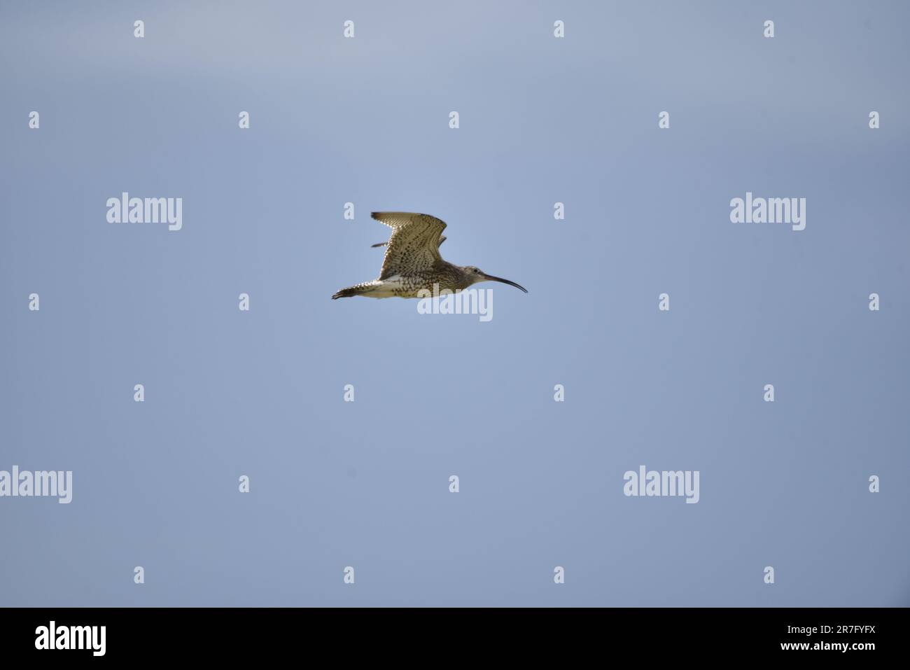 Beak partly open hi-res stock photography and images - Alamy