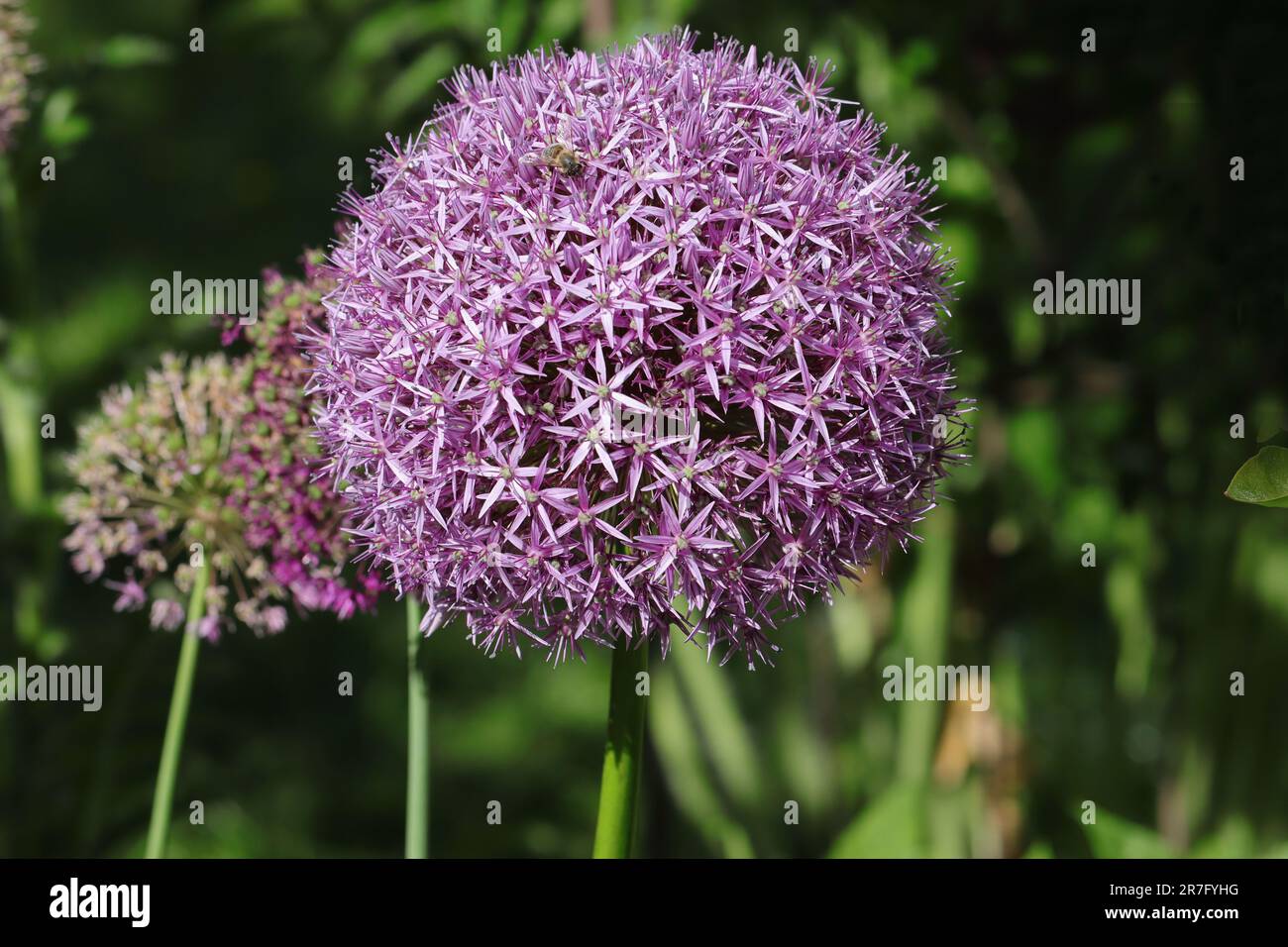 close-up of a beautiful big allium flower in a garden bed Stock Photo ...