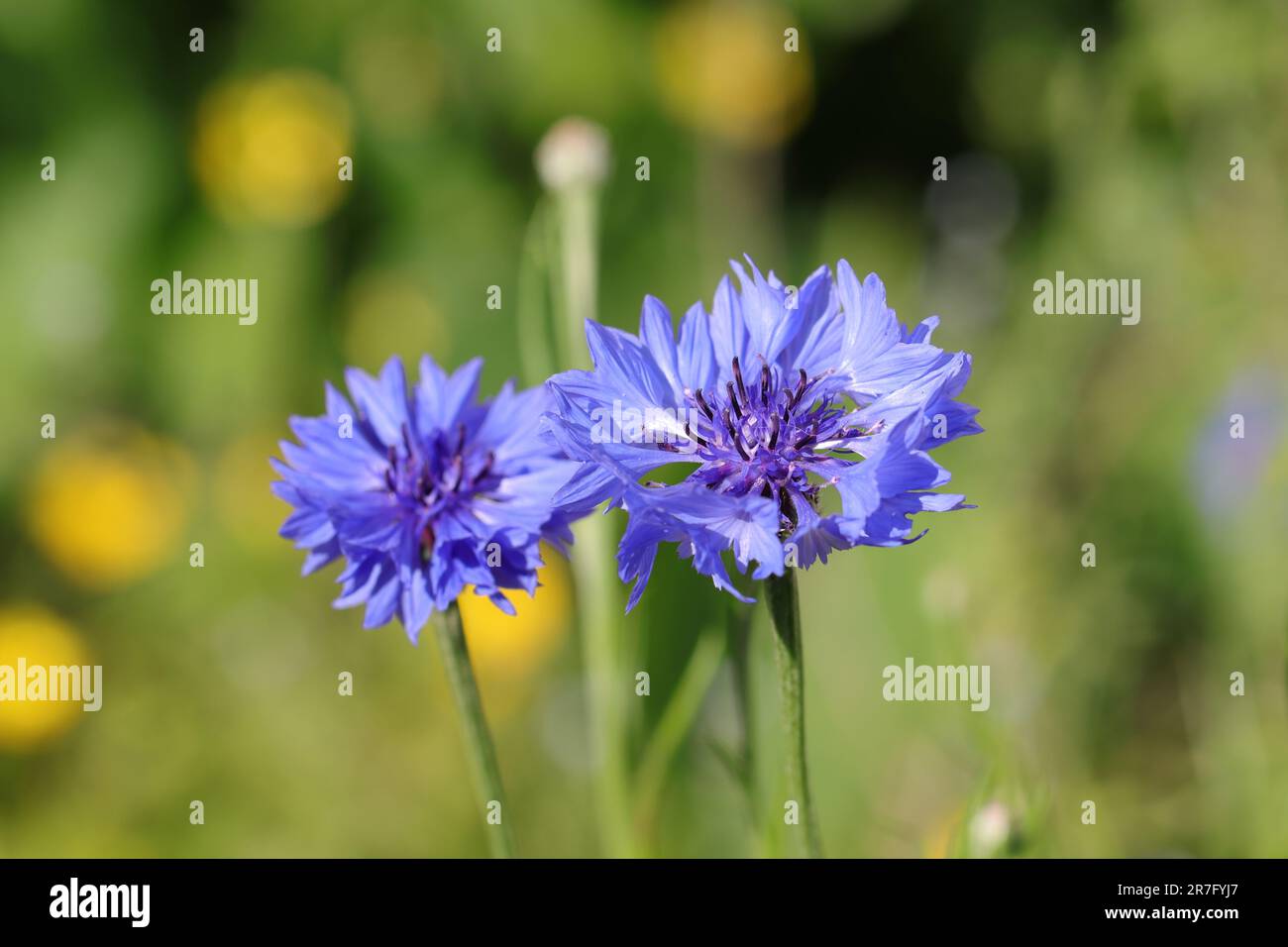 Blue tubular flower hi-res stock photography and images - Alamy