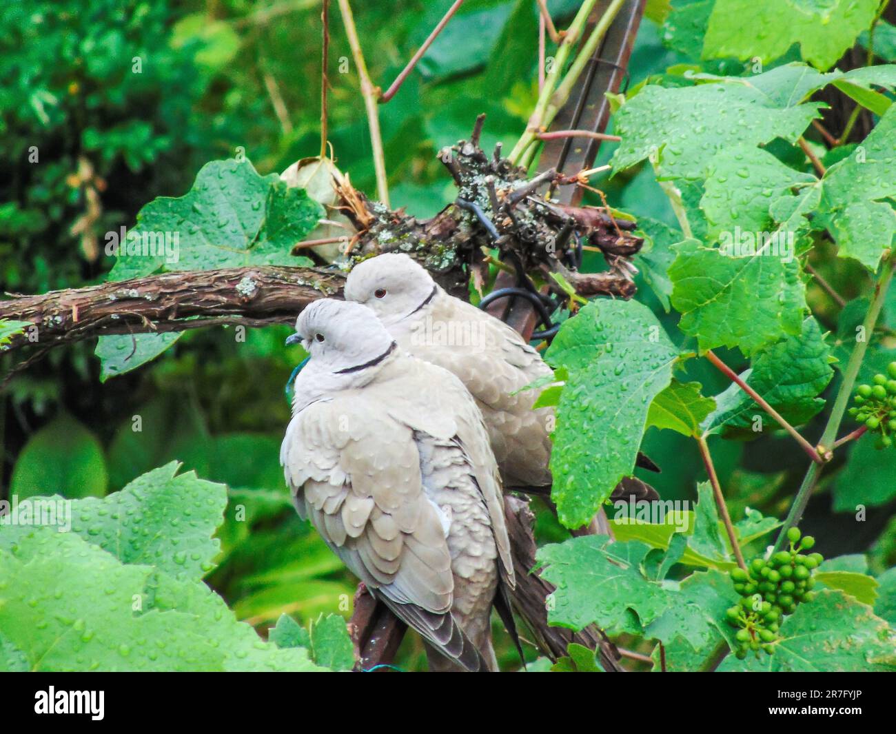 Two Eurasian collared dove (Streptopelia decaocto) in Romania Stock ...