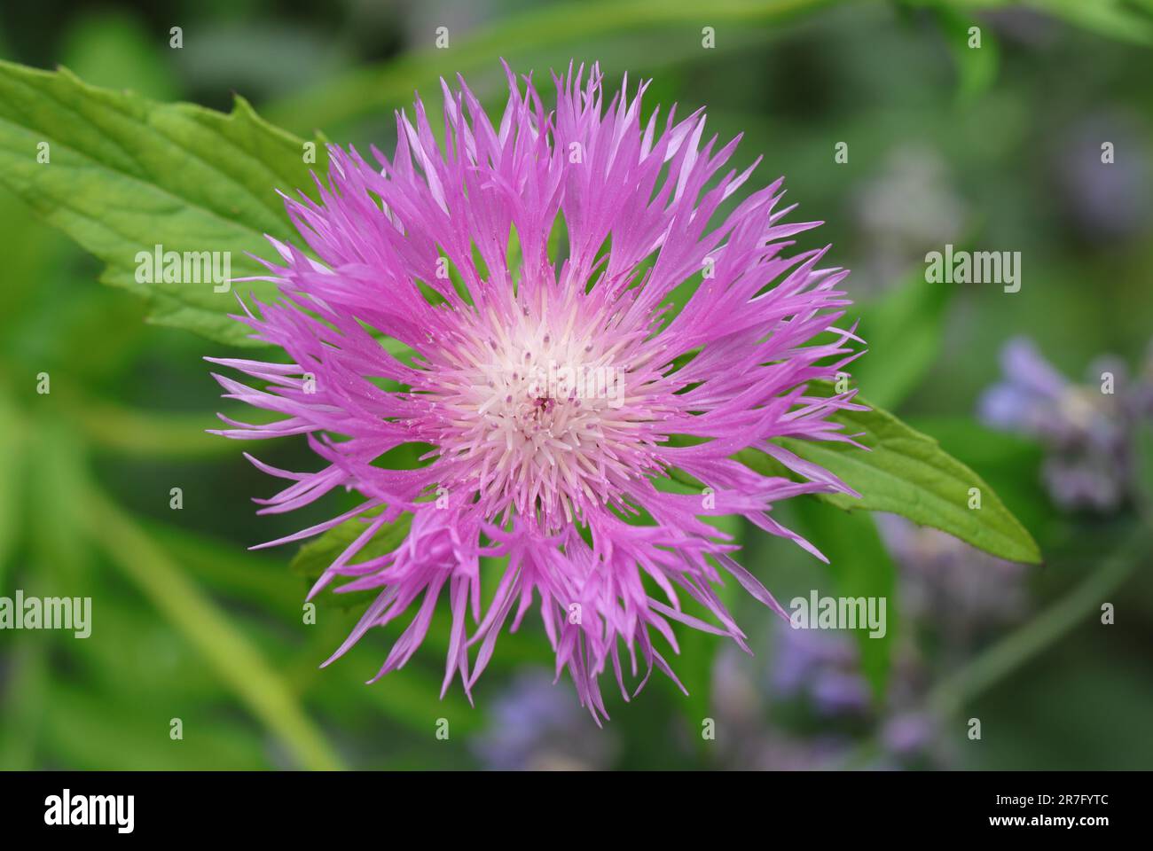 Close-up of a beautiful pink Centaurea dealbata flower against a ...