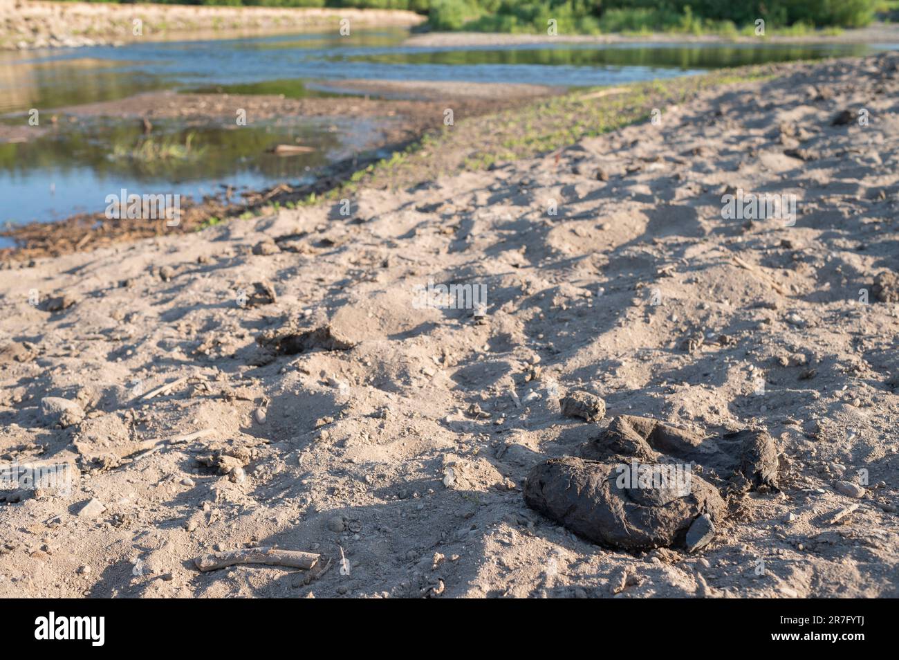 Sheep dung deposited on sandy sediment bar on the River Towy Stock ...