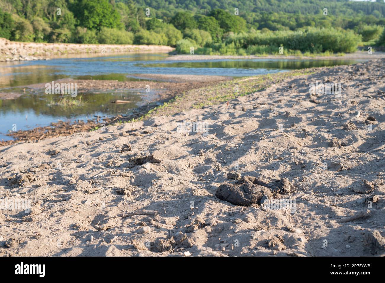 Sheep dung deposited on sandy sediment bar on the River Towy Stock ...
