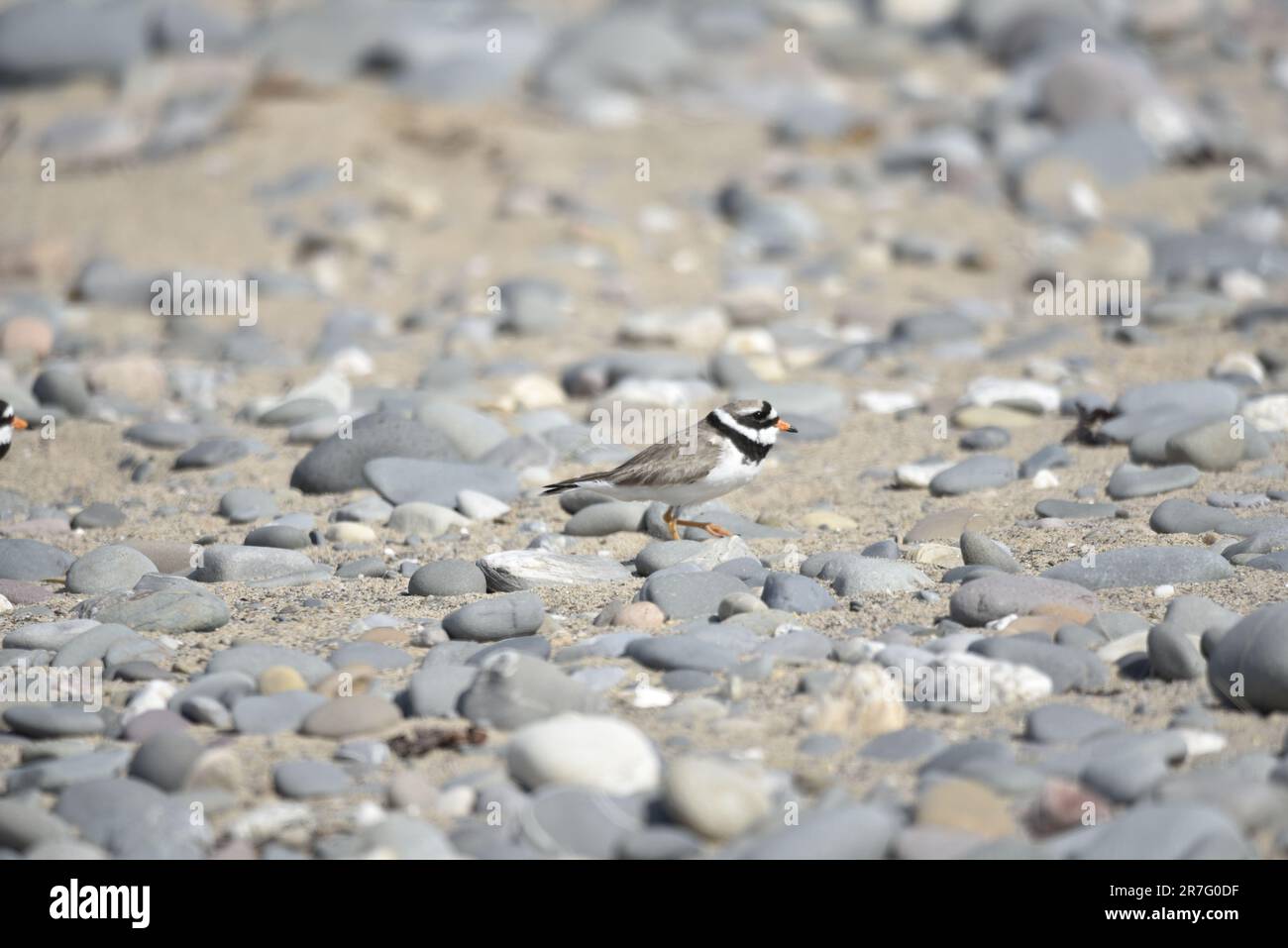Common ringed plovver hi-res stock photography and images - Alamy