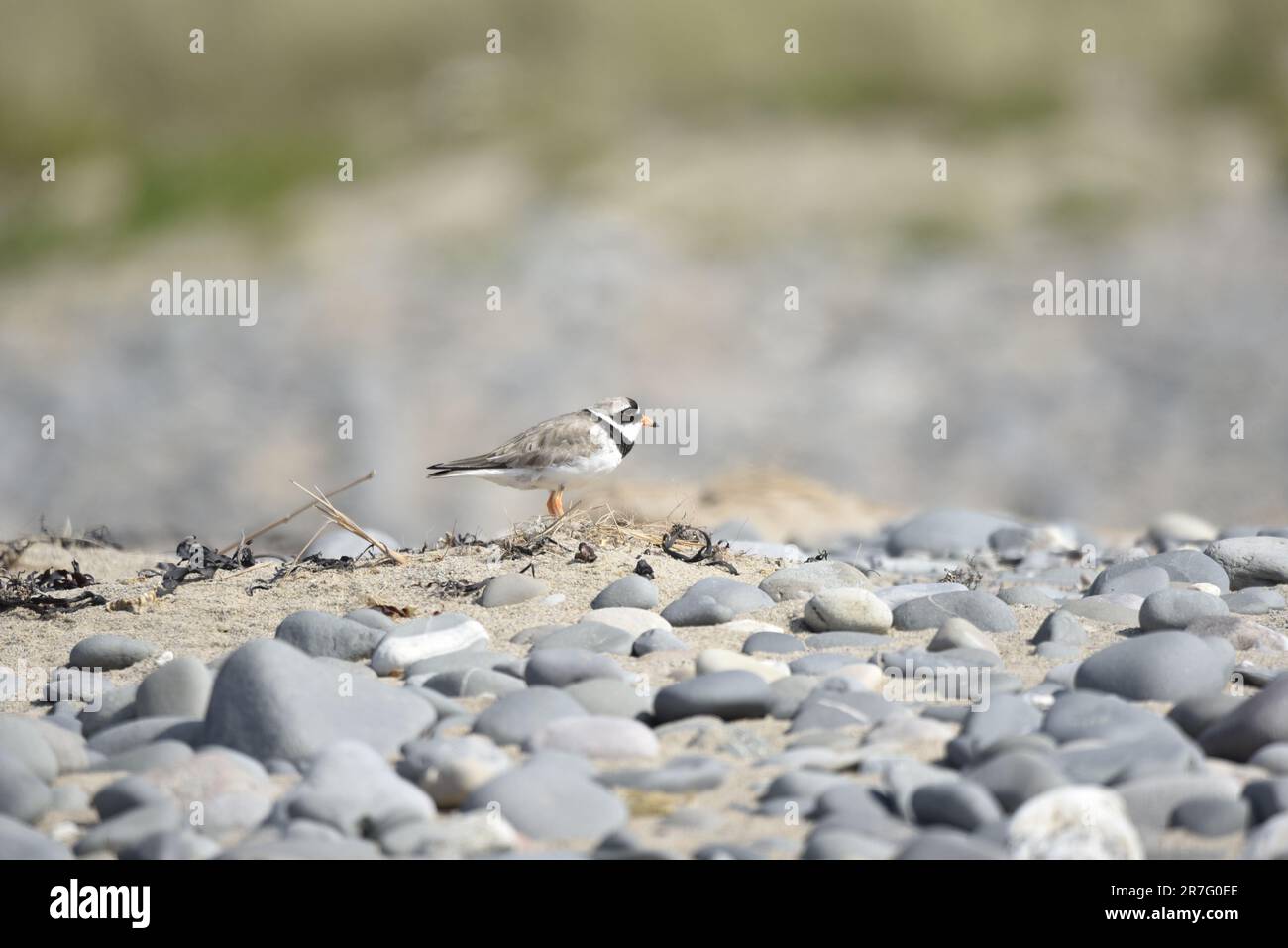 Common Ringed Plover (Charadrius hiaticula) Standing on Top of a Pebble ...