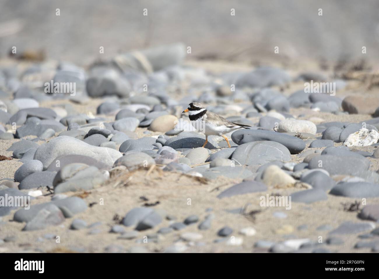 Common Ringed Plover (Charadrius hiaticula) Walking Right to Left Over ...