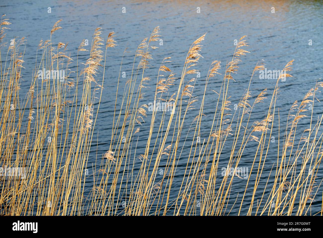 Wavering hi-res stock photography and images - Alamy