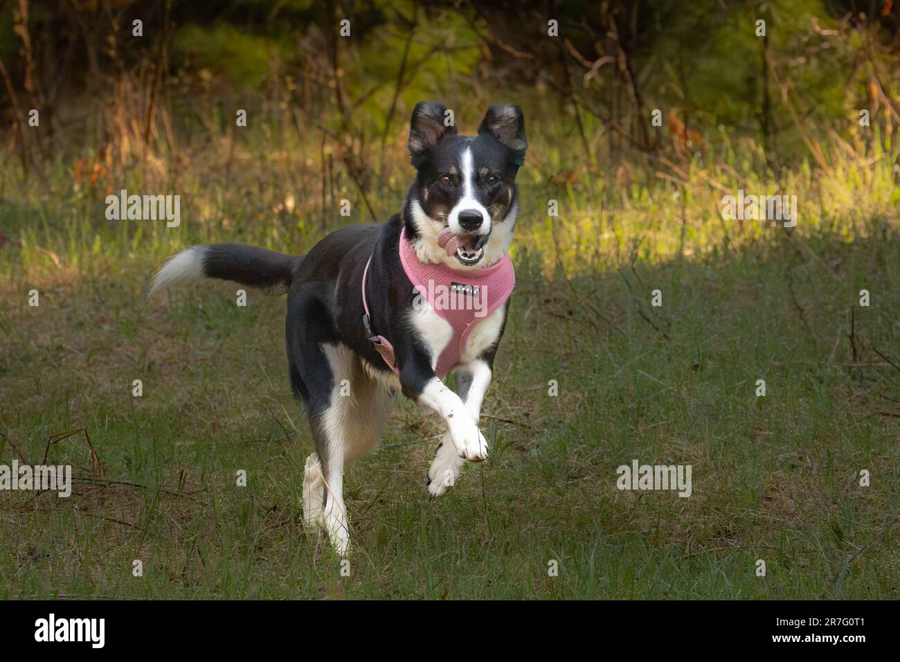 The Border Collie is a breed of herding dog considered the most ...