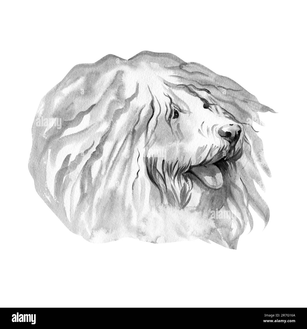 Cute Puli Cartoon Dog. Watercolor illustration of purebred puli dog ...