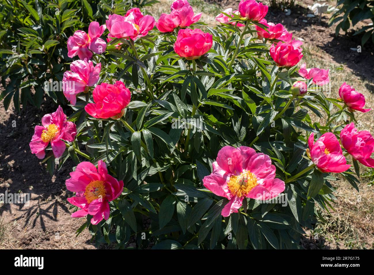 Inese karule hi-res stock photography and images - Alamy