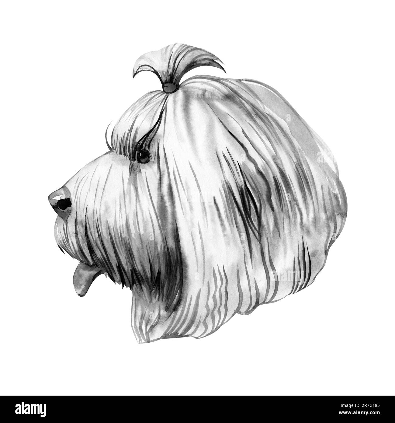 Old English sheepdog used to watch livestock at farms isolated digital ...
