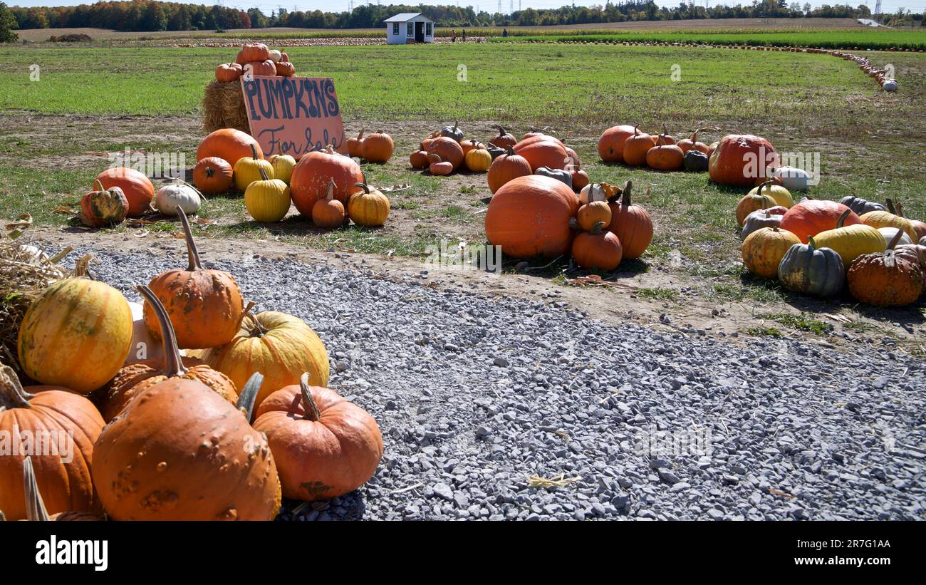 Road pumpkin patch pumpkins hi-res stock photography and images - Alamy