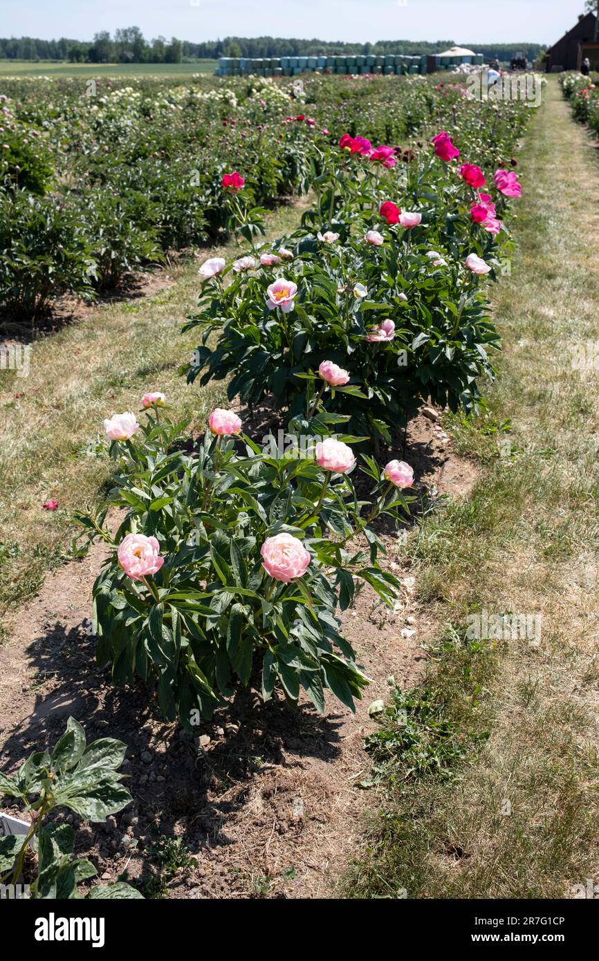 The peony garden in "Zīles", Slampes parish, Tukuma region, Latvia ...
