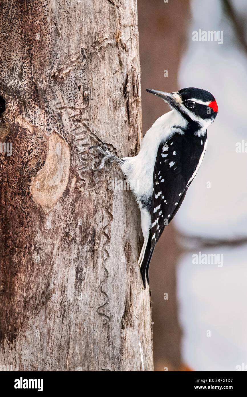 North America; United States; Alaska; Winter; Wildlife; Birds; Downy ...
