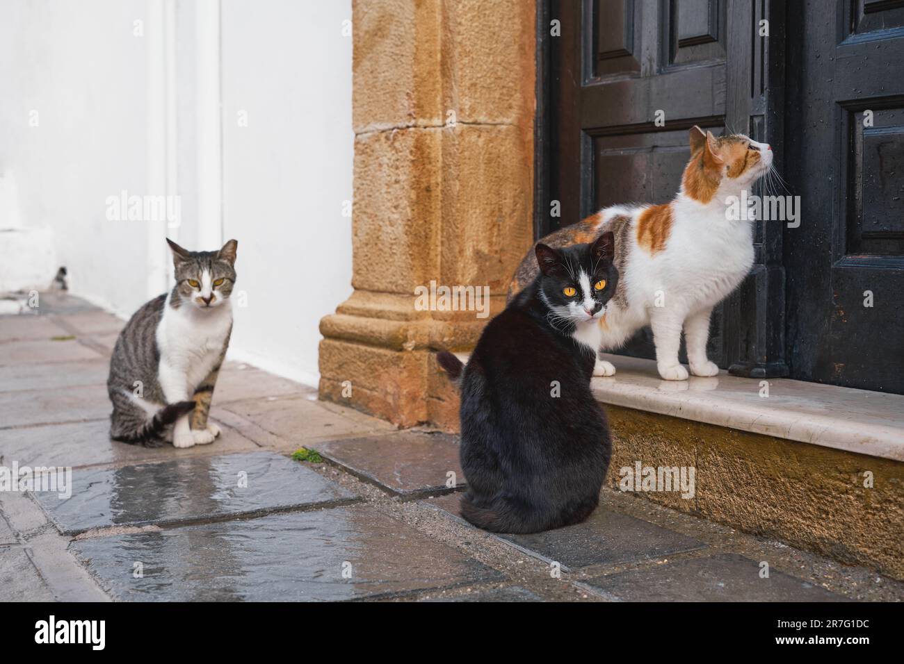 Street cats begging for food at the closed doors of the house, the city ...