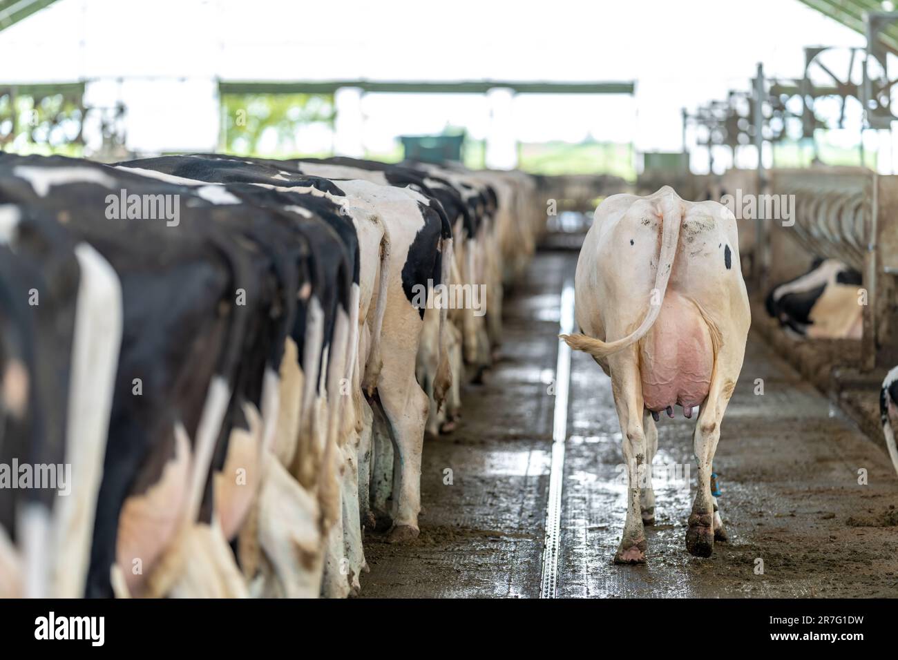 Cow feeding process in farm hi-res stock photography and images - Alamy