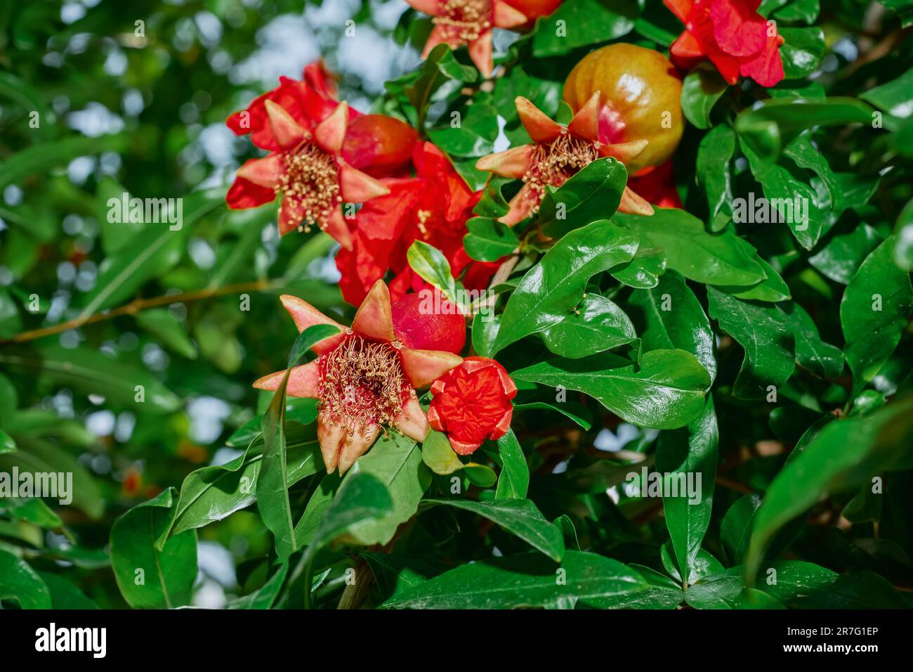 Red pomegranate flowers on a pomegranate tree in the garden, early ...
