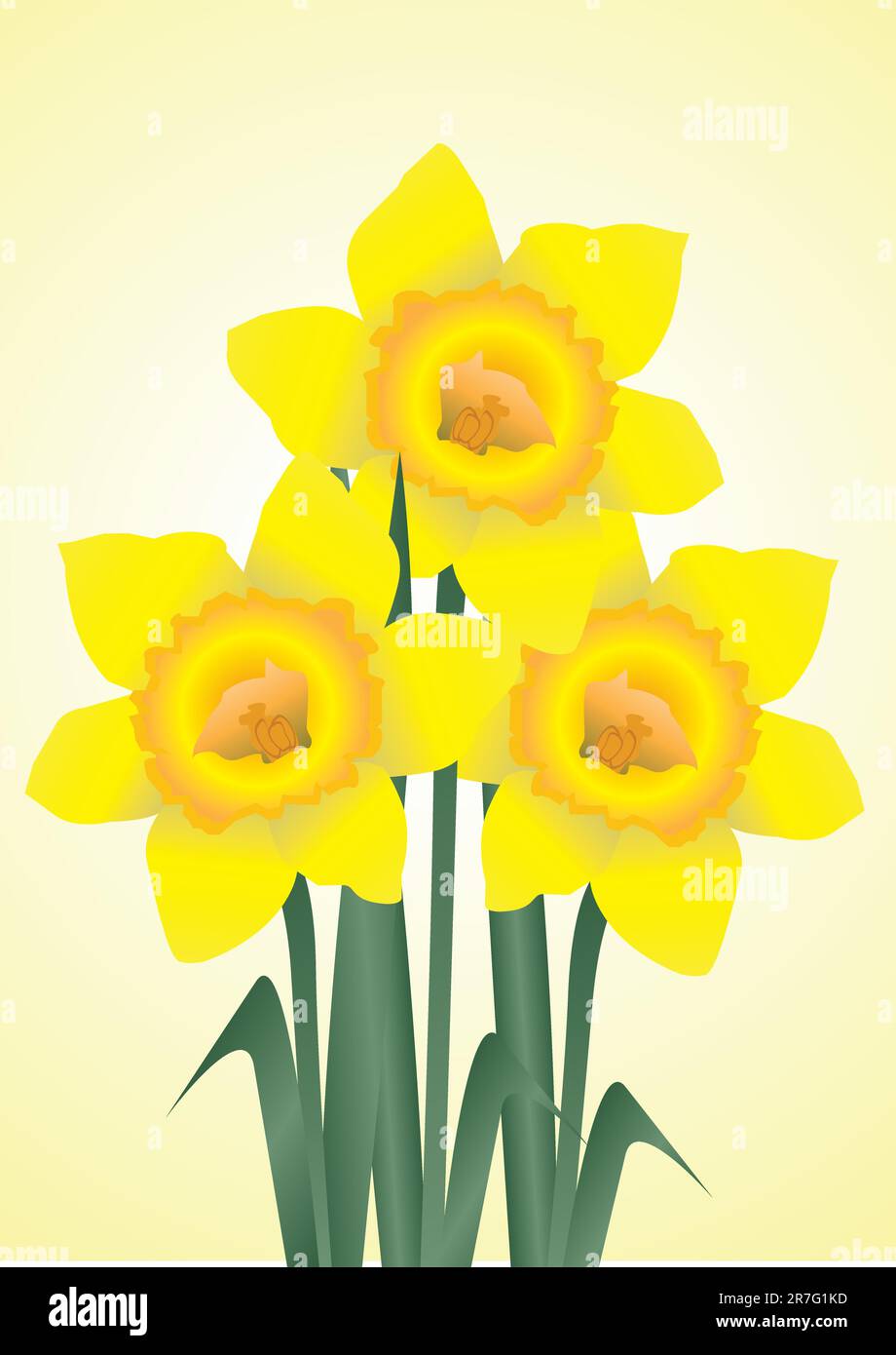 White background three daffodils Stock Vector Images - Alamy
