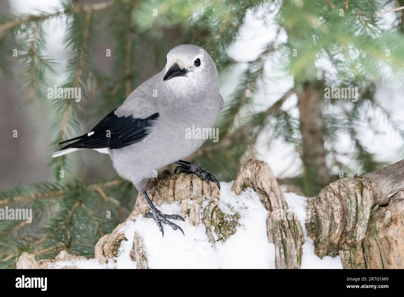 Clark’s nutcracker winter united states hi-res stock photography and ...