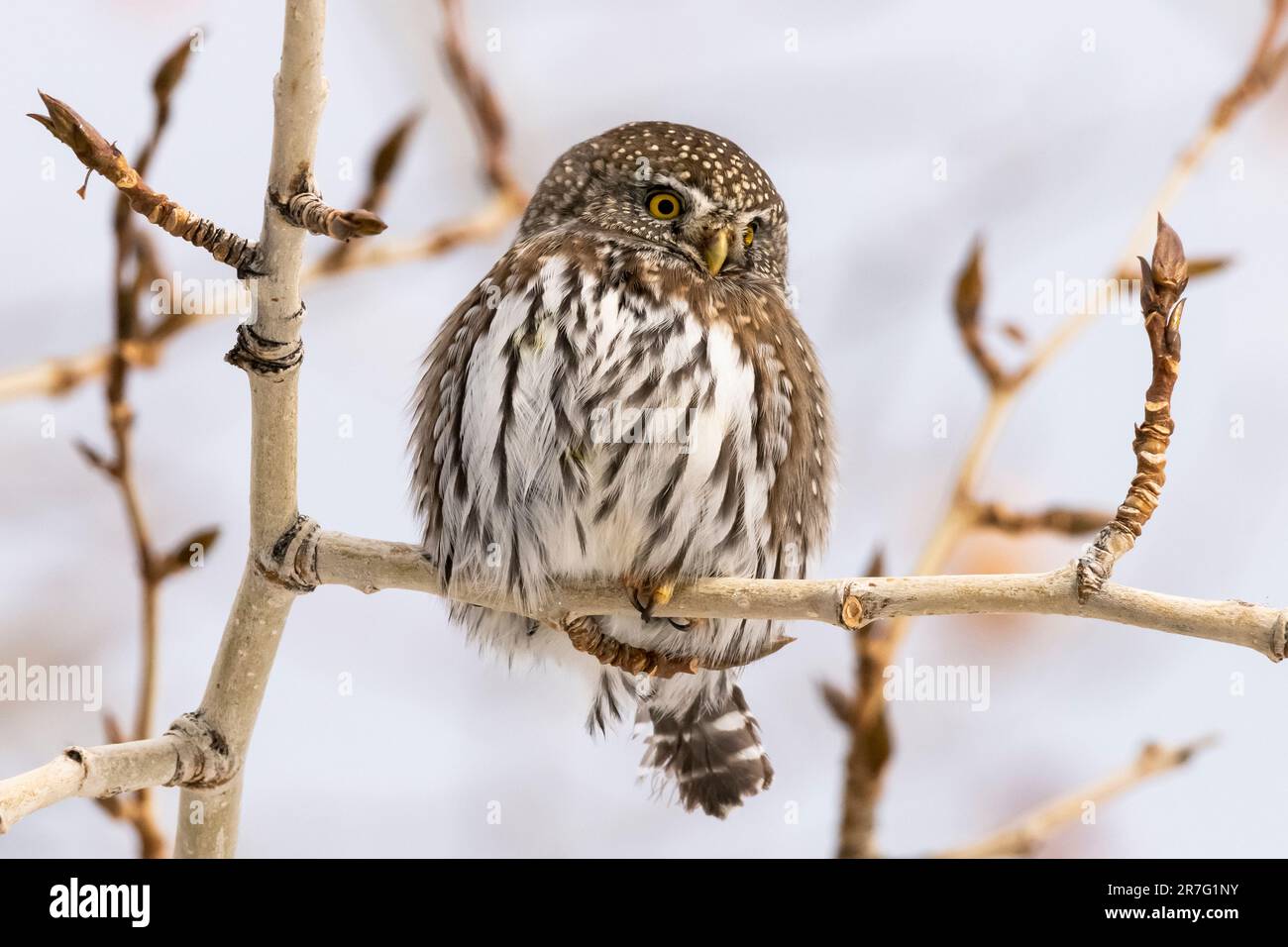 North America; United States; Montana; Wildlife; Birds; Predatory ...