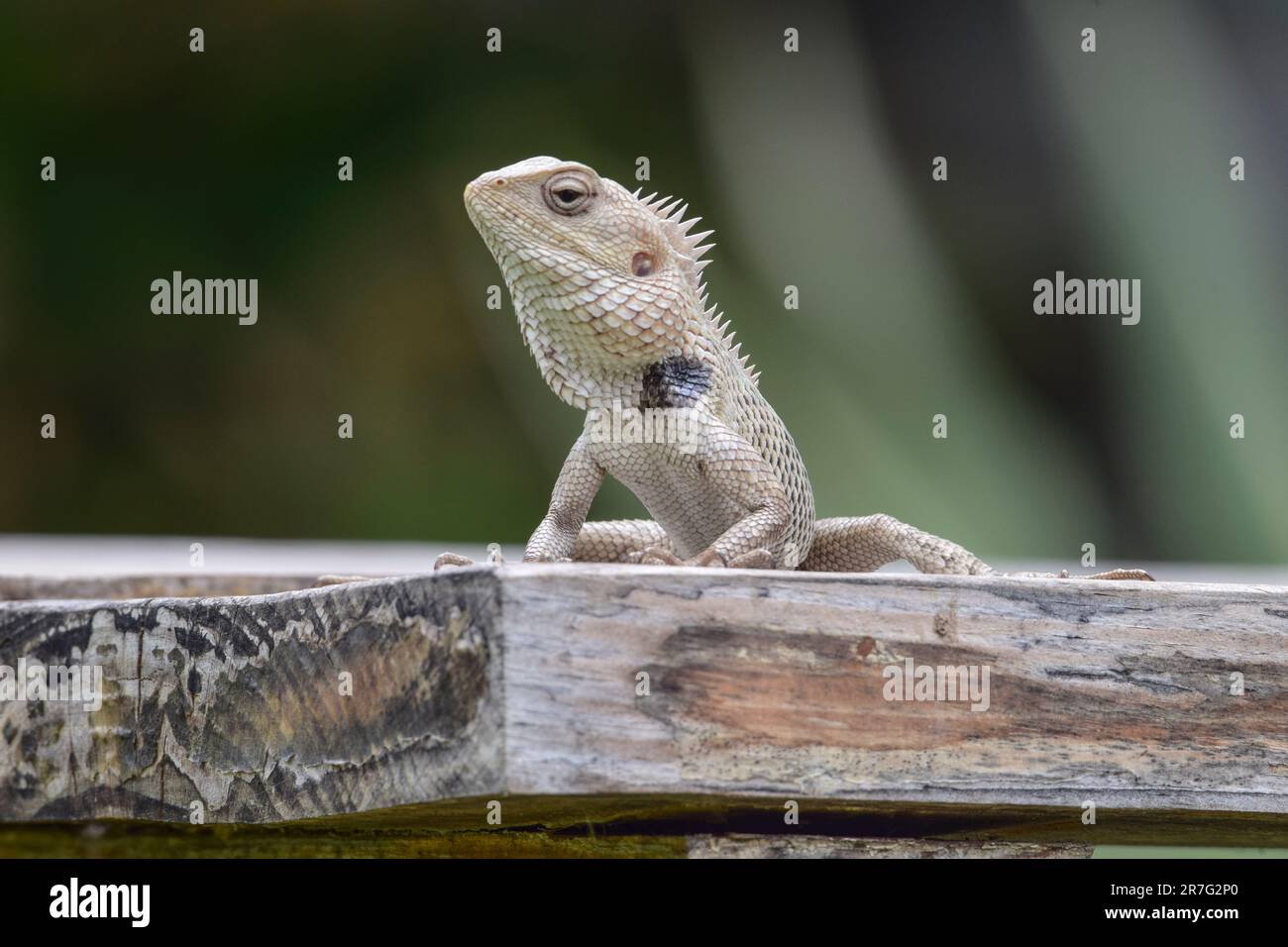 Indian chipkali hi-res stock photography and images - Alamy