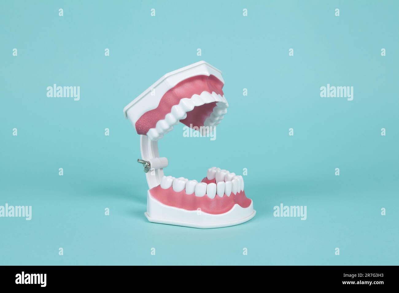 plastic dentures to study the anatomy of the mouth on a turquoise ...
