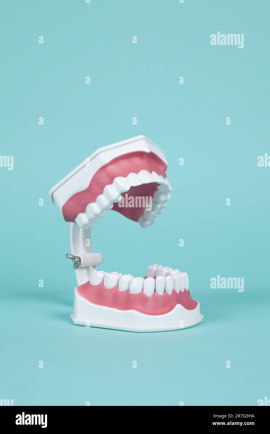 plastic dentures to study the anatomy of the mouth on a turquoise ...
