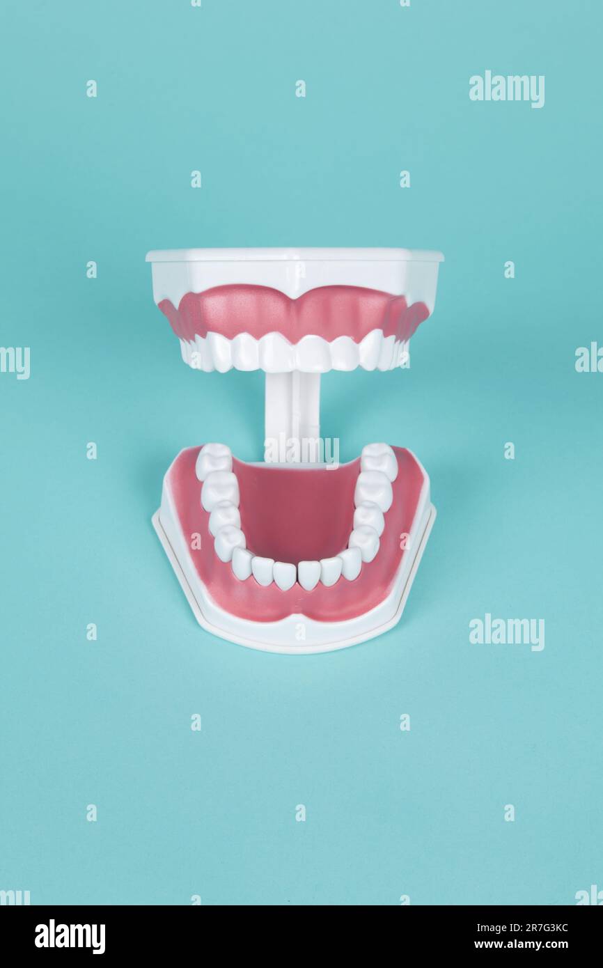 plastic dentures to study the anatomy of the mouth on a turquoise ...