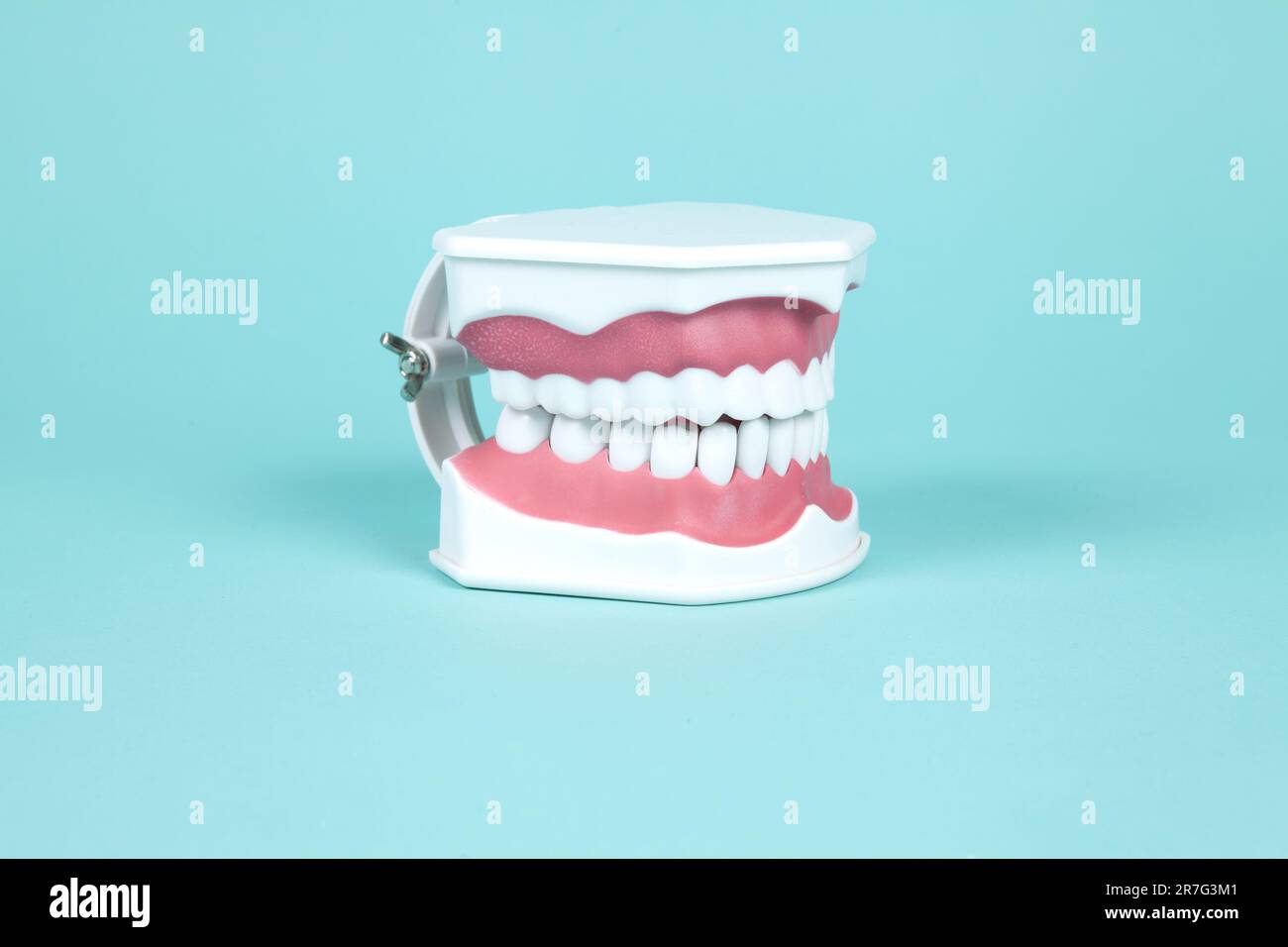 plastic dentures to study the anatomy of the mouth on a turquoise ...