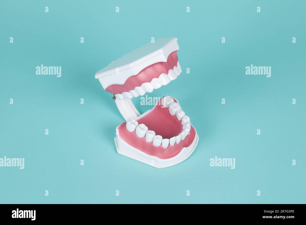 plastic dentures to study the anatomy of the mouth on a turquoise ...