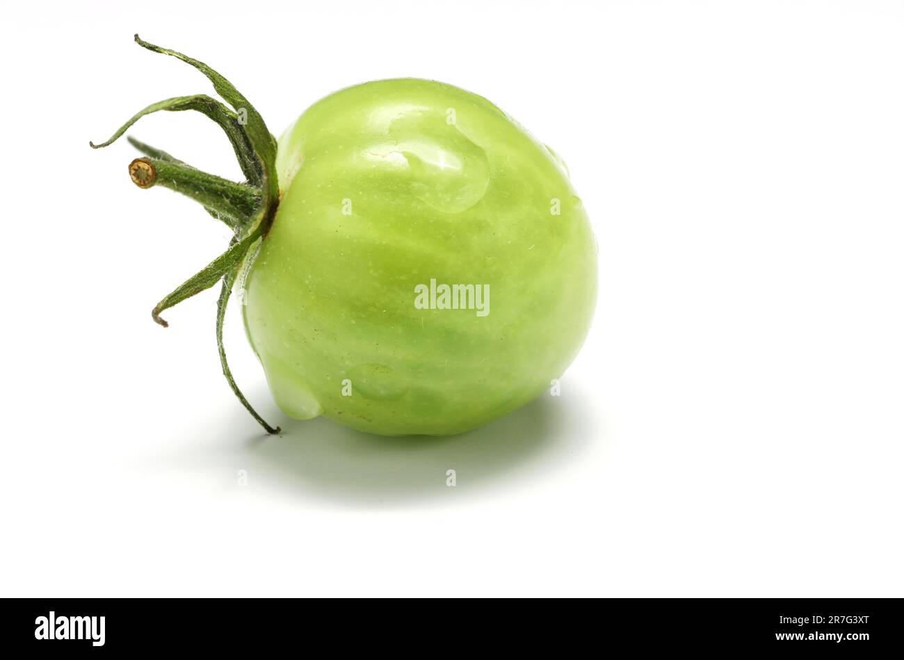 Green unripe tomatoes in greenhouse. Hairy and fuzzy tomato plant ...