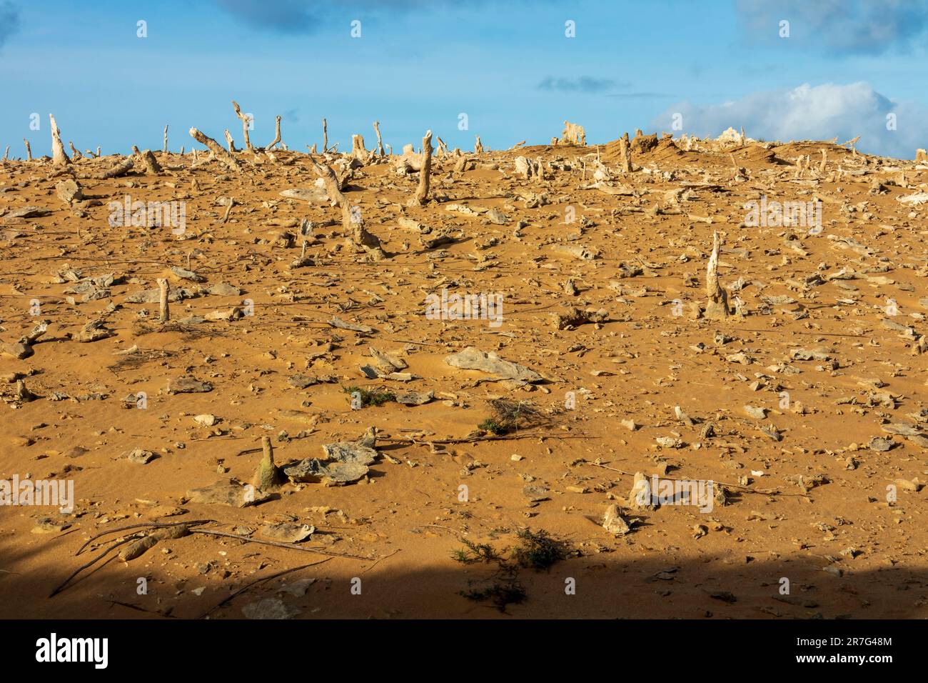 Photograph of the limestone features in the historic Calcified Forest ...