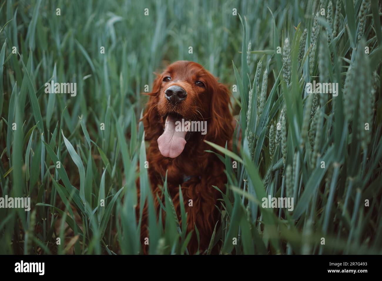 Irish settre hi-res stock photography and images - Alamy