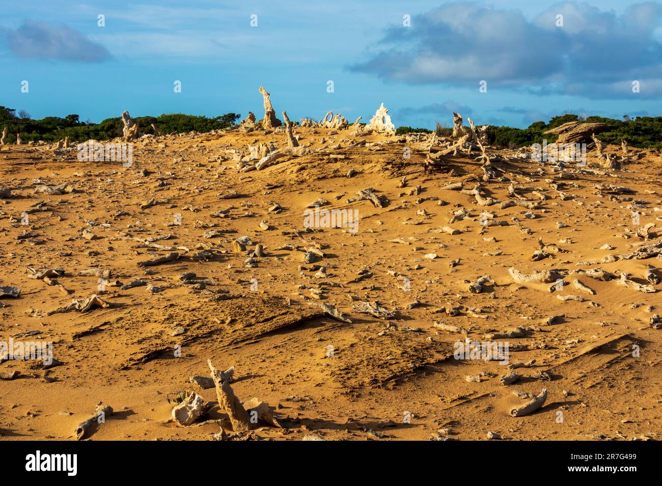Photograph of the limestone features in the historic Calcified Forest ...