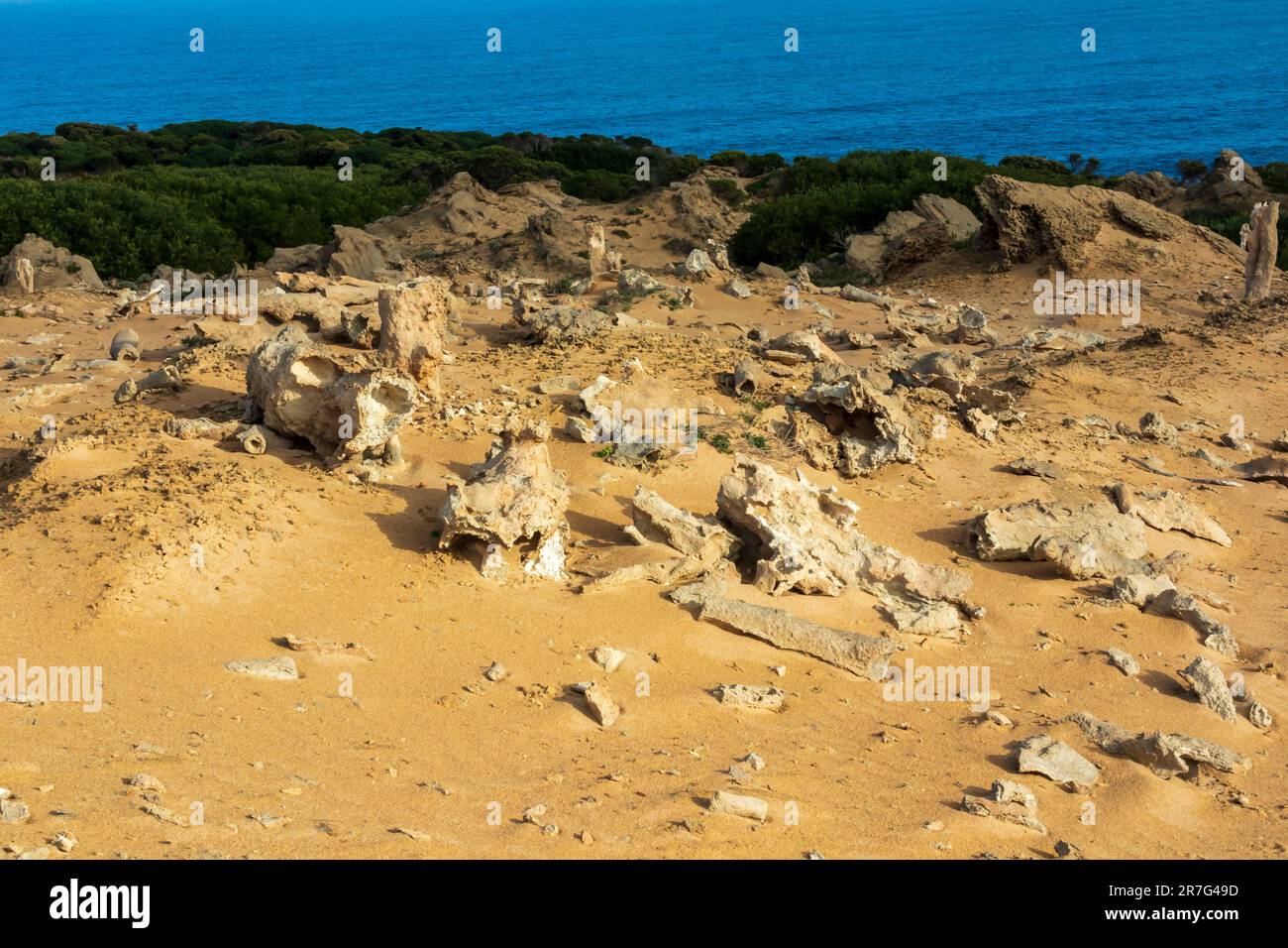 Photograph of the limestone features in the historic Calcified Forest ...