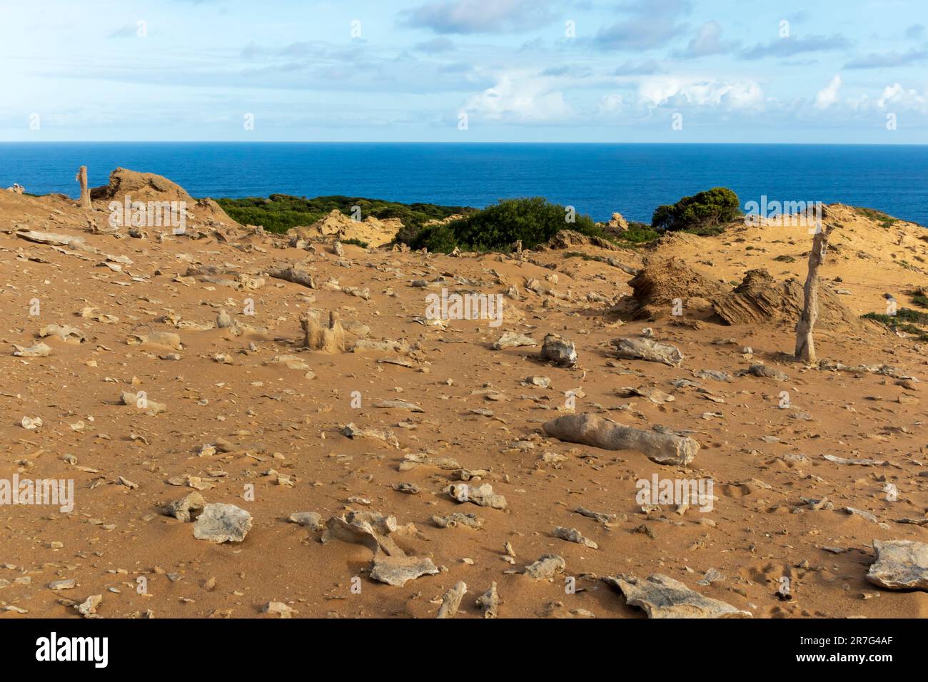 Photograph of the limestone features in the historic Calcified Forest ...