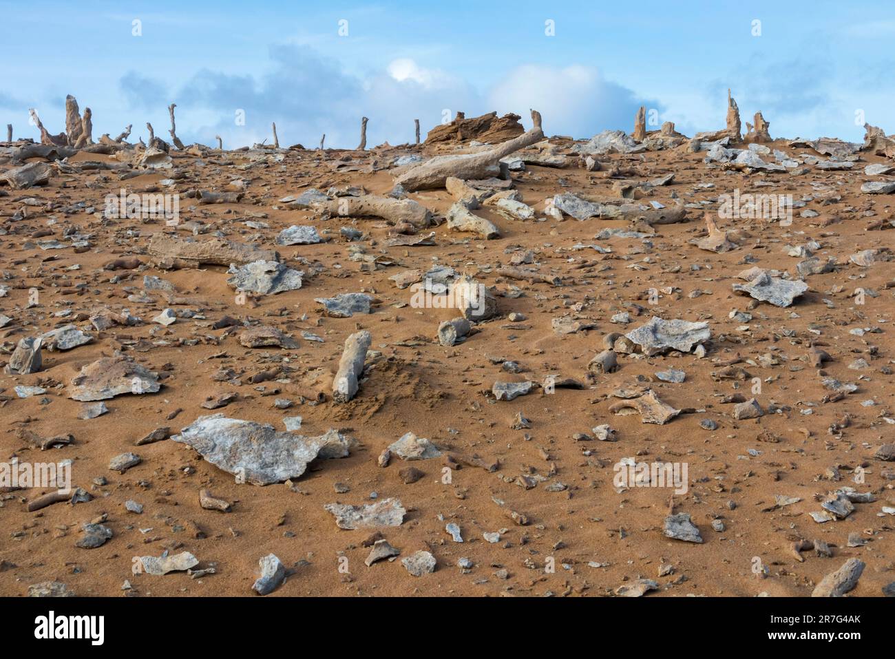 Photograph of the limestone features in the historic Calcified Forest ...