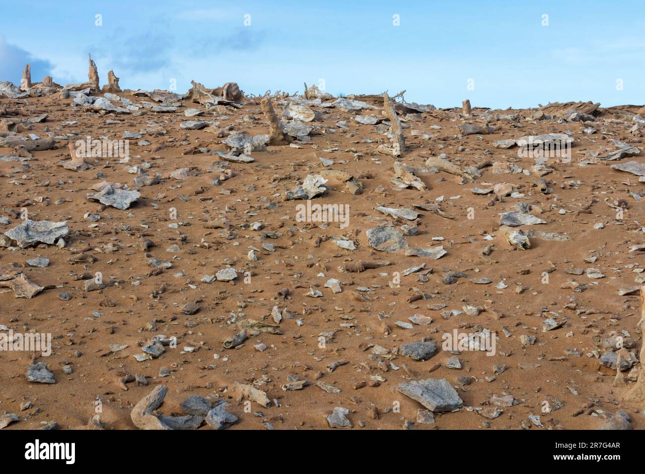 Photograph of the limestone features in the historic Calcified Forest ...