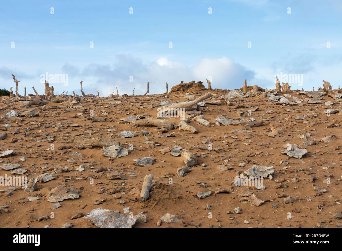 Photograph of the limestone features in the historic Calcified Forest ...