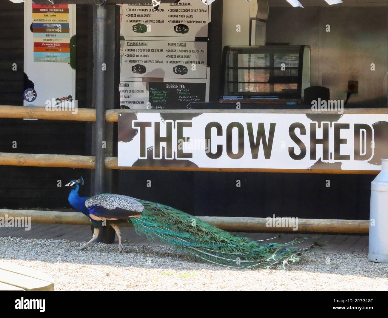 Ipswich, Suffolk - 15 June 2023 : Hot summer afternoon at Jimmy’s farm. Peacock walks past the ...